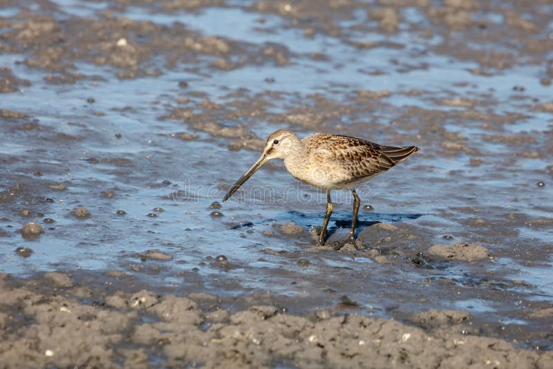 Long billed dowitcher stock photo. Image of vancouver - 101138018
