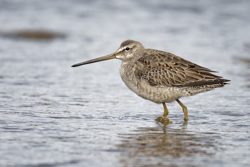 Long-billed Dowitcher stock photo. Image of feathers - 234121636