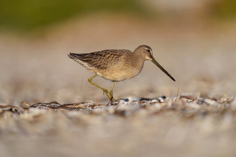 Long-billed Dowitcher Resting at Seaside Beach Stock Photo - Image of ...