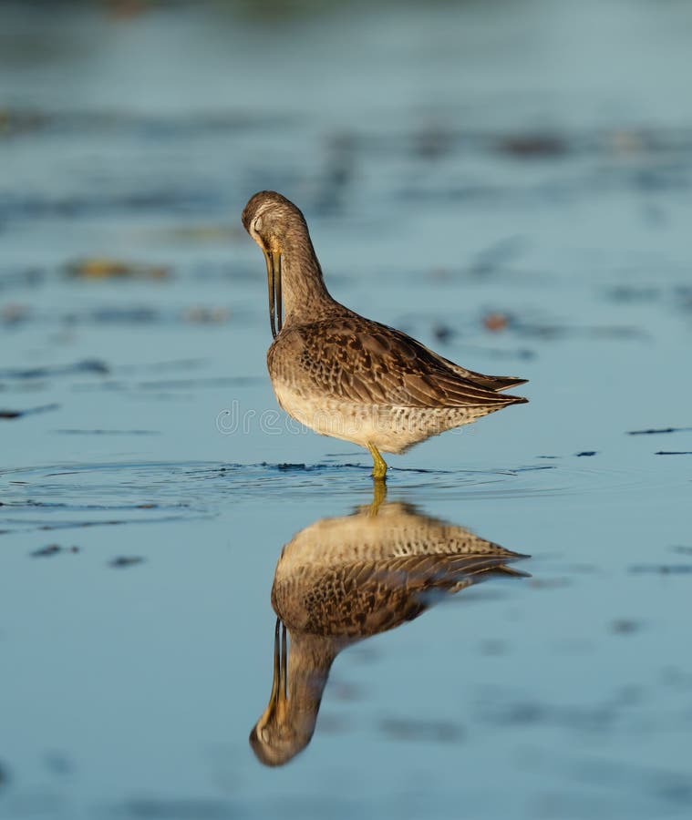 Long-billed Dowitcher Resting at Seaside Beach Stock Photo - Image of ...