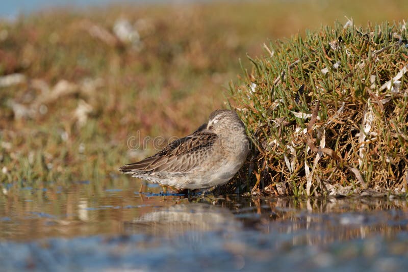 Long-billed Dowitcher Resting at Seaside Beach Stock Image - Image of ...