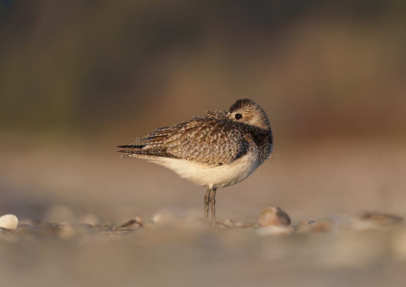 Long-billed Dowitcher Resting at Seaside Beach Stock Photo - Image of ...