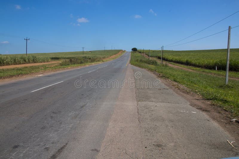 Long Bitumen Road Bordered by Sugar Cane and Electricity Poles Stock ...