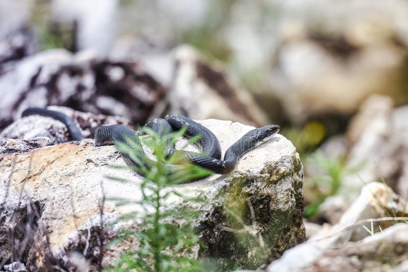 Long Black Racer Snake from the South Florida Stock Photo - Image of ...