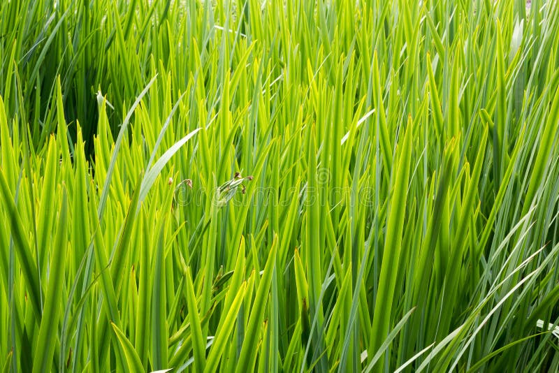 Long bladed grass stock photo. Image of grow, dirt, replenish - 76633044