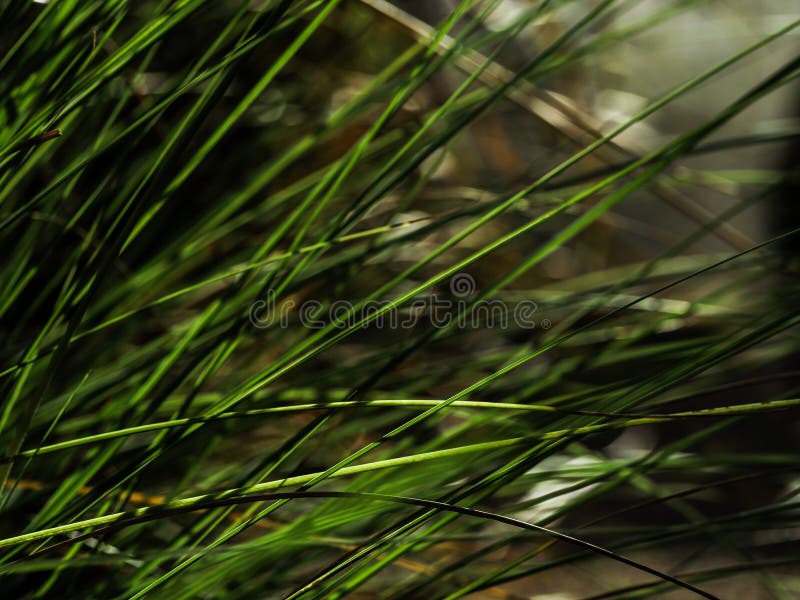 Long Blades of Grass are Overgrown Along the Walkway Stock Image ...