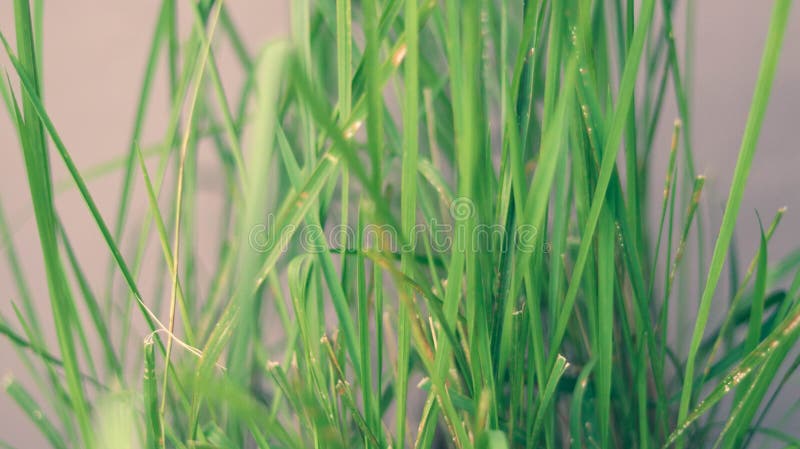 Long Blades of Green Grass on Blurred Background Stock Image - Image of ...