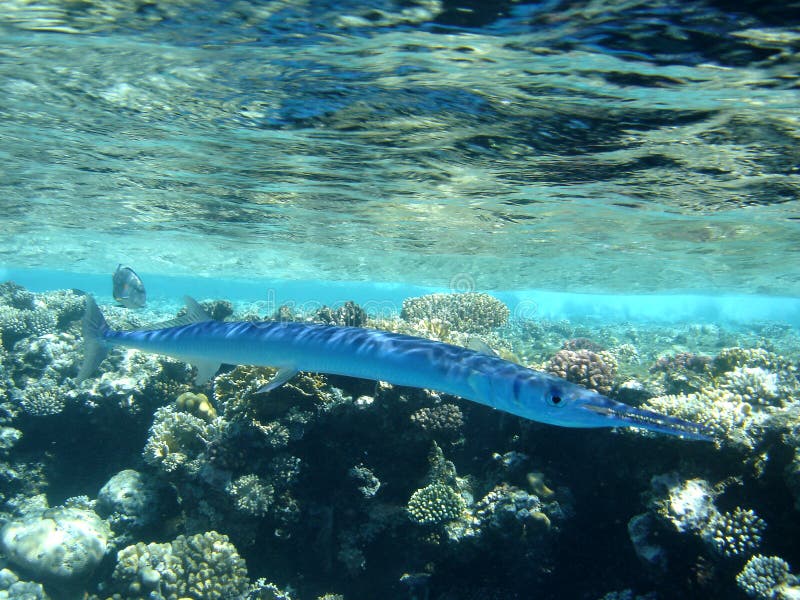 Long blue fish stock image. Image of incredible, underwater - 7106715