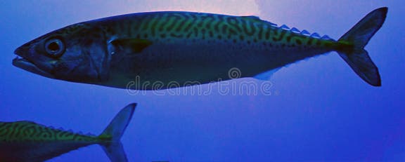 Long all blue fish stock image. Image of underwater - 146150799