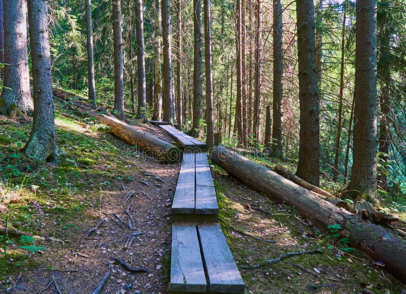 Long Boardwalk Footpath in a Forest Stock Image - Image of landscape ...