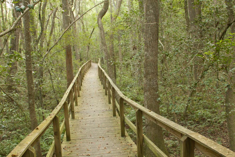 Wood Boardwalk in Nature Reserve Stock Photo - Image of beautiful ...