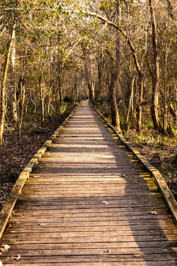 Long Boardwalk through Swamp Stock Image - Image of brown, hiking ...