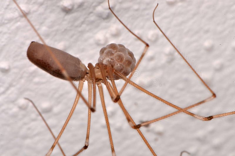 Long-bodied Cellar Spider (Pholcus Phalangioides) Stock Photo - Image ...