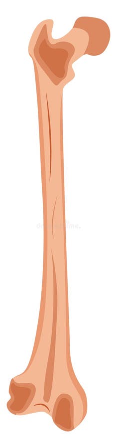 Long Bone Structure Stock Illustrations – 312 Long Bone Structure Stock ...