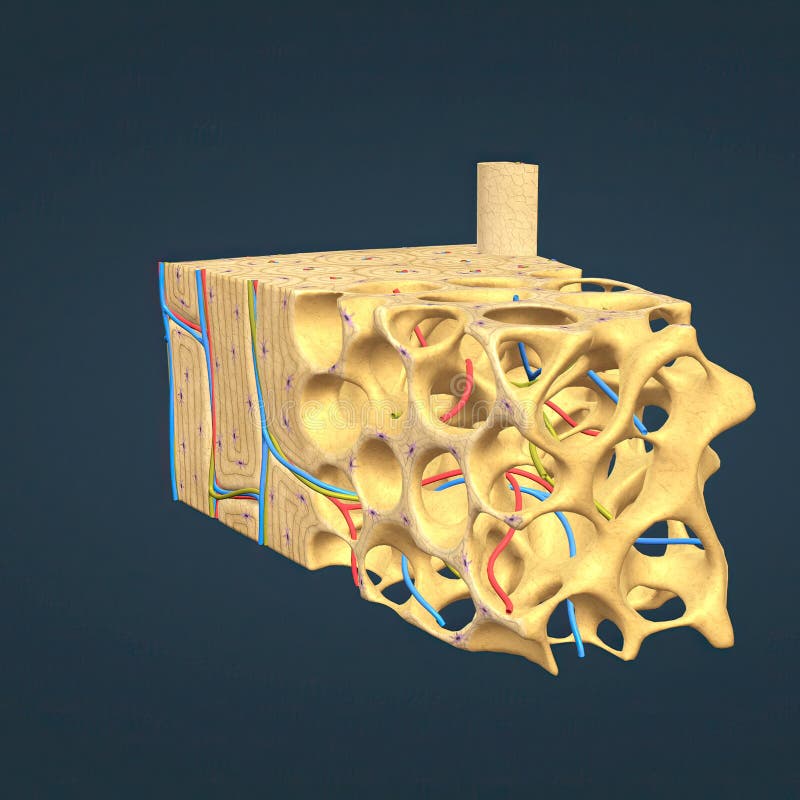 Long Bone Microscopic View Anatomy Stock Illustration - Illustration of ...