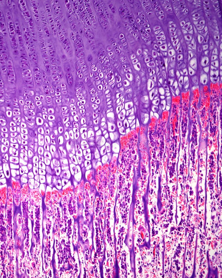 Calcified Bone Matrix Microscope Stock Photos - Free & Royalty-Free ...