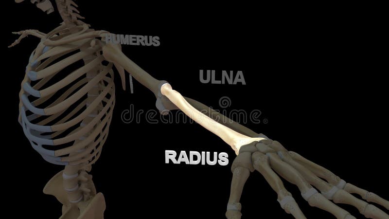 Human Bone Radius of Upper Limb Stock Illustration - Illustration of ...