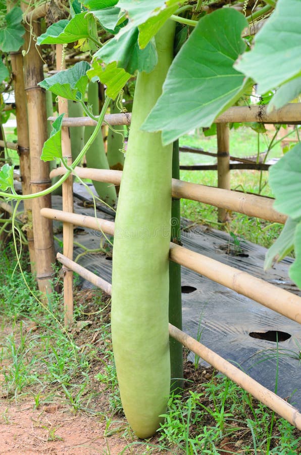 Long Bottle Gourd or Winter Melon Stock Image - Image of food ...