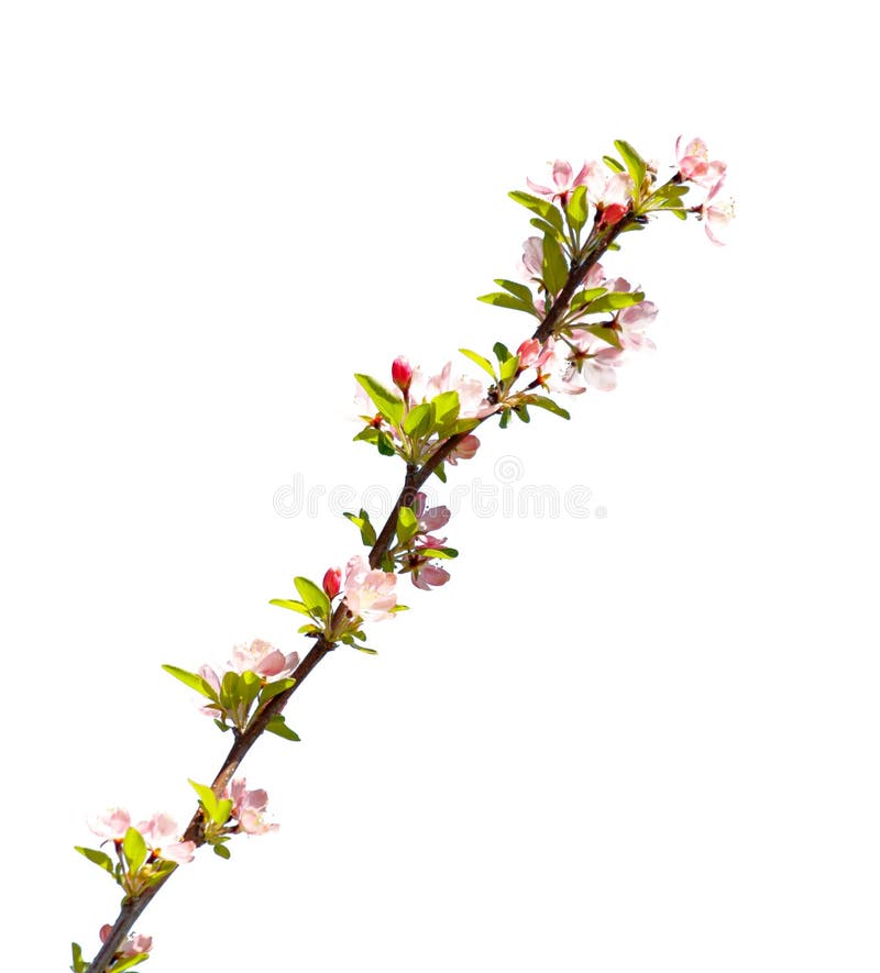 A Long Branch of a Tree with Pink Flowers Stock Image - Image of spring ...