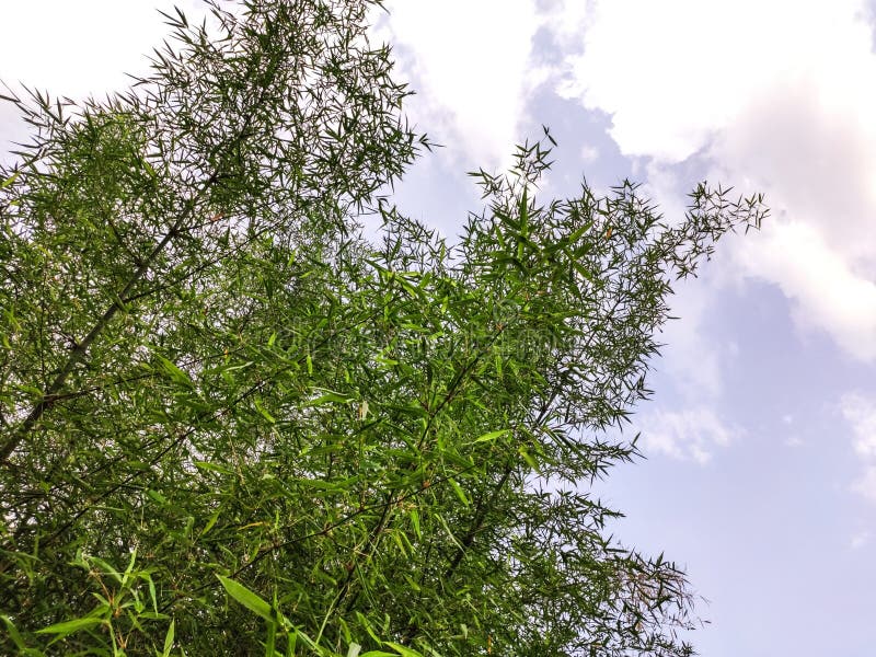 Long Branches of a Bamboo Tree Stock Photo - Image of yellow, floor ...