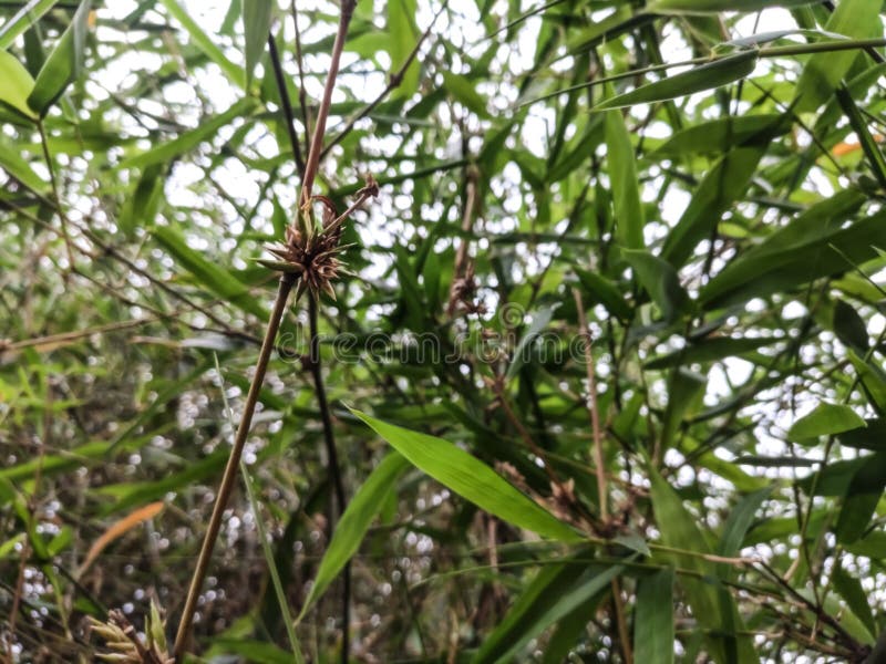 Long Branches of a Bamboo Tree with Green Leaves Stock Image - Image of ...