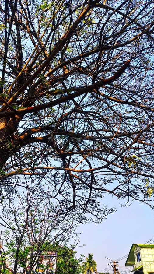 Long Branches of a Big Tree Stock Photo - Image of font, vehicle: 187101218