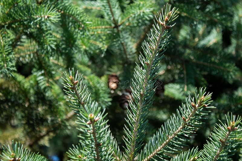 Tiny Pokey Nipples Stock Photos - Free & Royalty-Free Stock Photos from ...