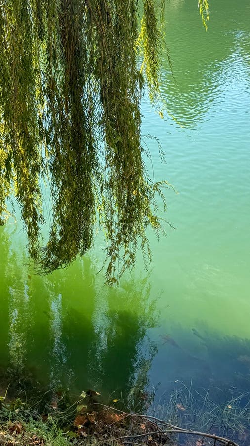Weeping Willow Reflected in Green Water Stock Image - Image of branch ...