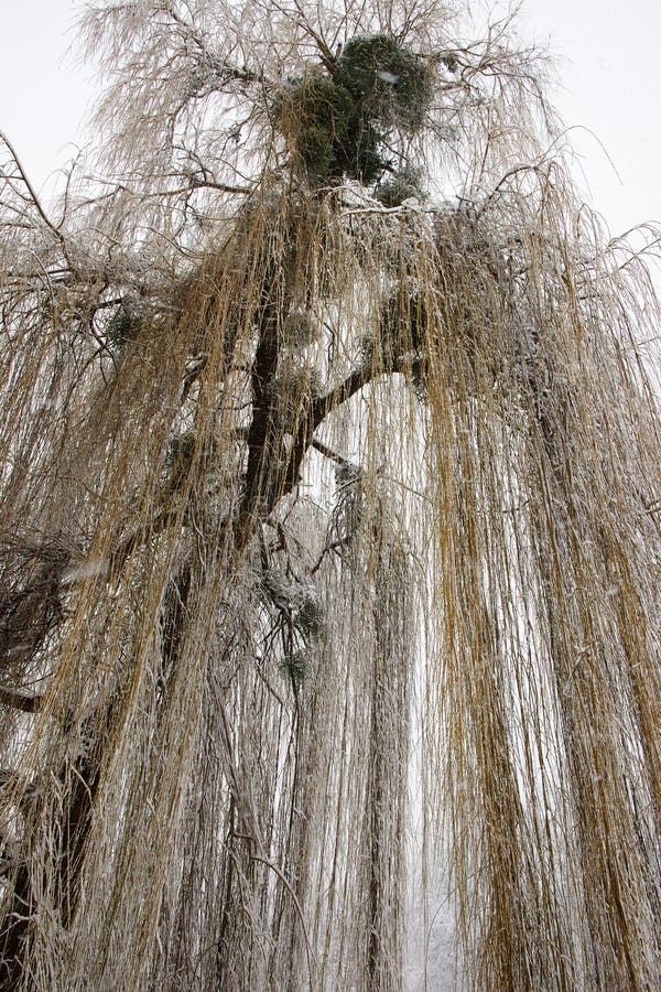 Long Branches of a Willow Tree in Winter. Snow-covered Tree Stock Photo ...