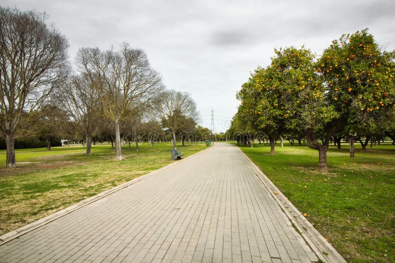 A Long Path with Trees on Either Side Stock Photo - Image of ...