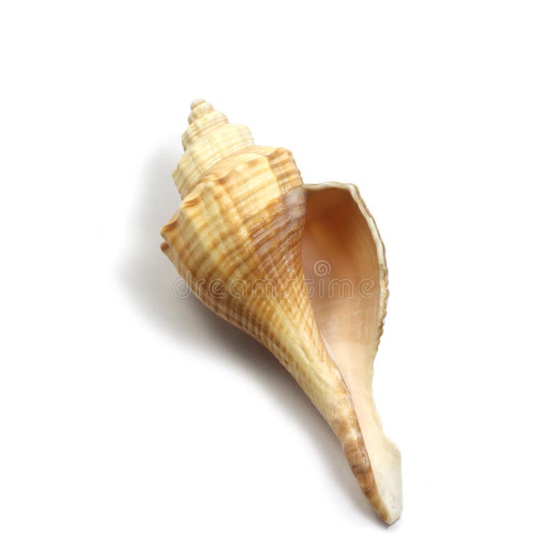 Long Seashell in the Sand with Water Ripples Stock Image - Image of ...