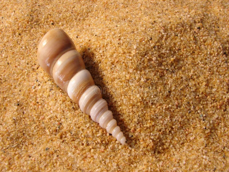 Long Brown Shell Picture. Image: 5618375