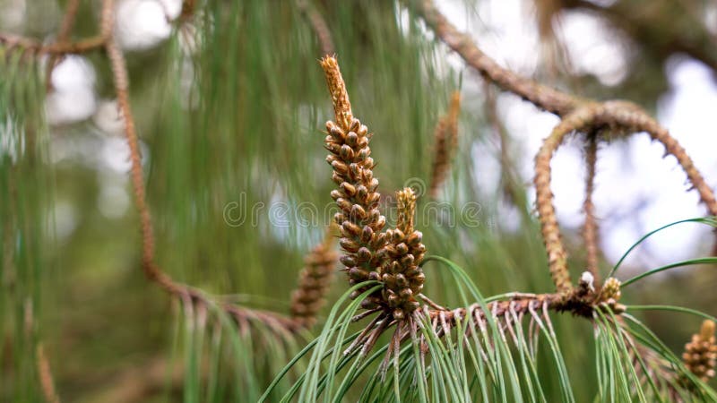 Long Budding Pine Cones on Twisted Branch of Coniferous Forest Tree Stock Footage - Video of ...
