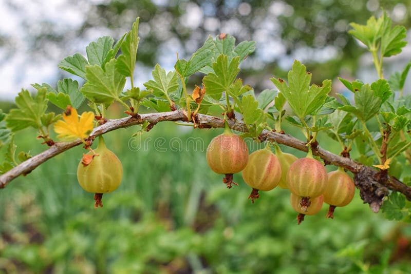 A Long Bunch of Fresh Gooseberry at Summer Stock Photo - Image of ...