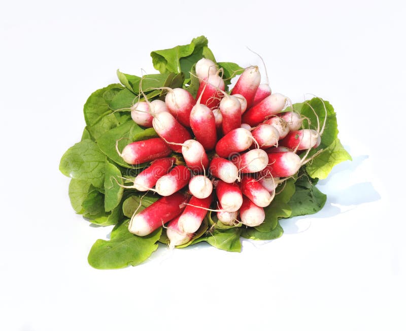 Long bunch of radishes stock photo. Image of fresh, roots - 19040714