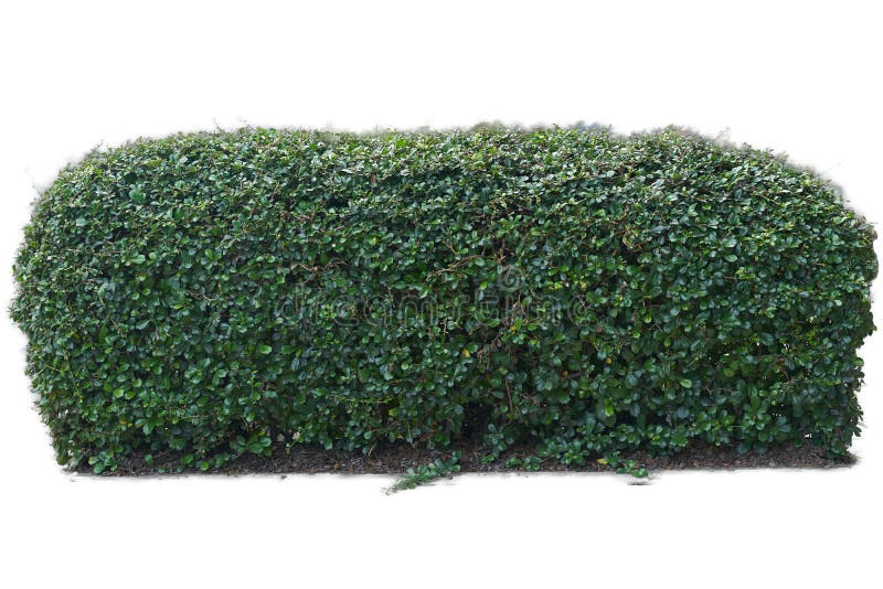 Long Bush Head stock photo. Image of grinning, gardening - 78801798