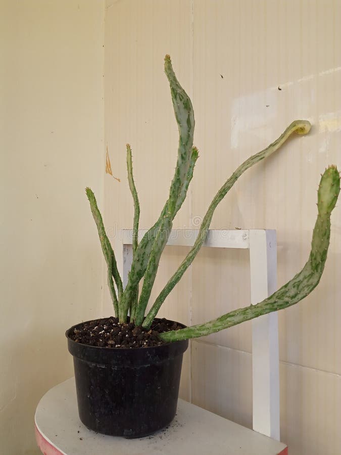 Long cactus on black pot stock photo. Image of isolated - 235392156