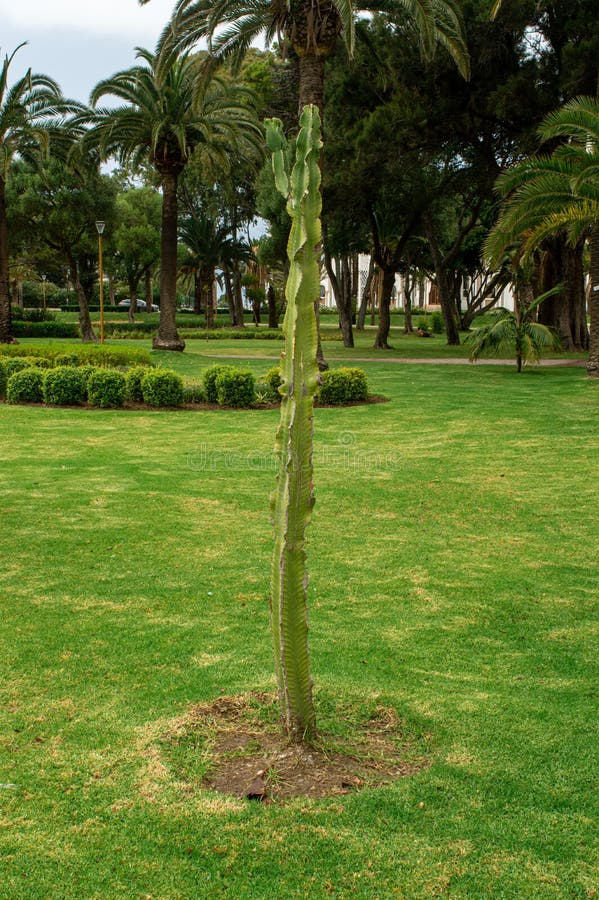 Long Cactus One Close-up in the Park. Tropical Exotic African Cactus ...