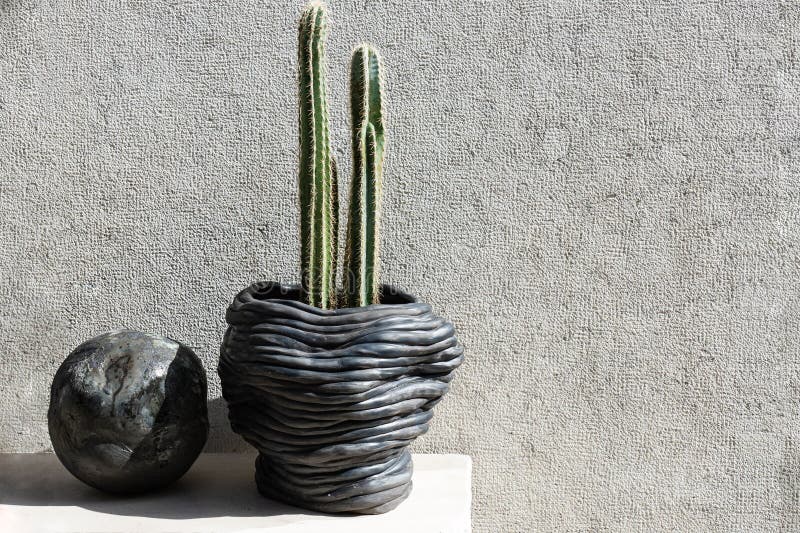 Long Cactus Planted in Creative Black Pot, Placed Against Stucco ...