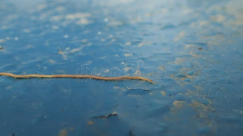 Long centipede moving fast stock footage. Video of wild - 92144082
