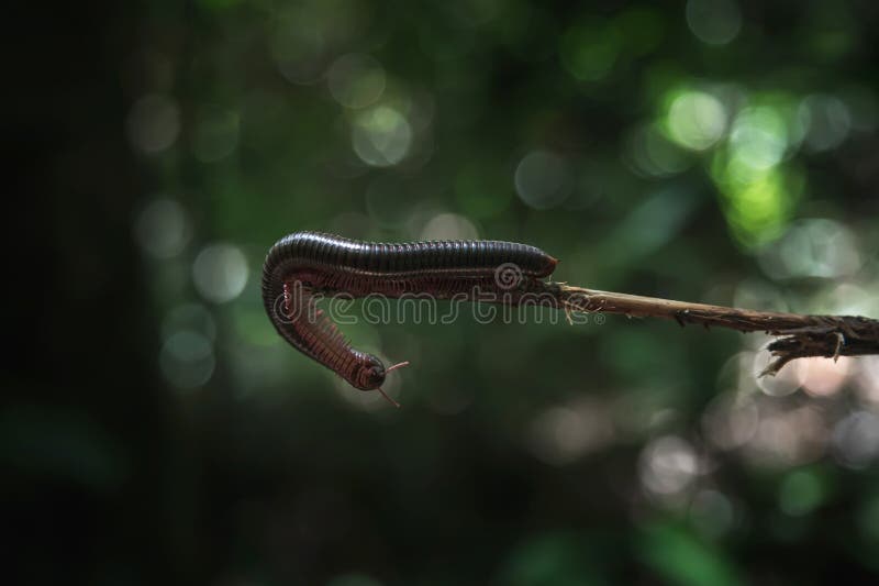 Long Centipede on a Tree Branch. Stock Image - Image of closeup ...