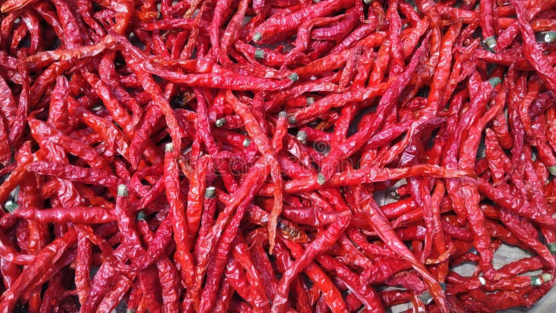 Long Chili 1 stock image. Image of pepperoni, cayenne - 309878997