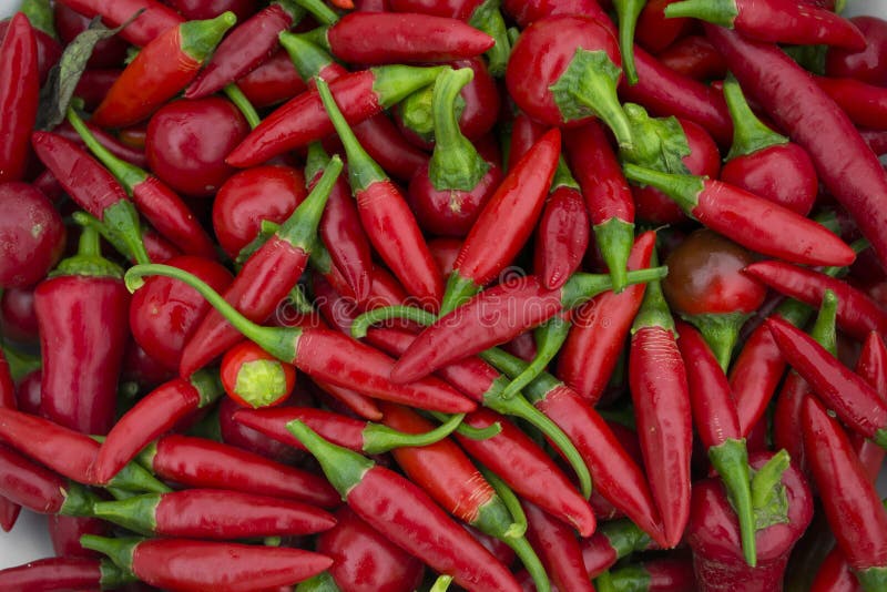 Long chilly peppers stock photo. Image of heat, organic - 35857454