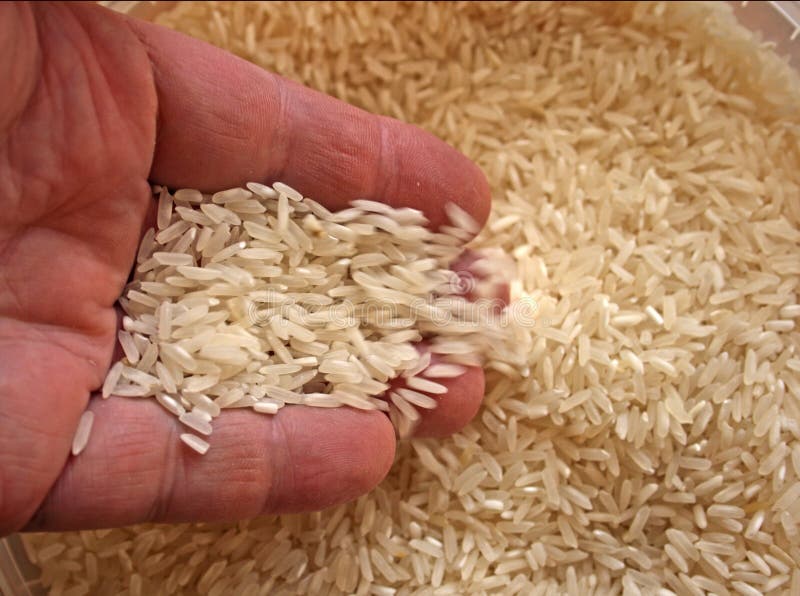 Long Classic Rice in a Hand Stock Photo - Image of plant, legume: 6879156