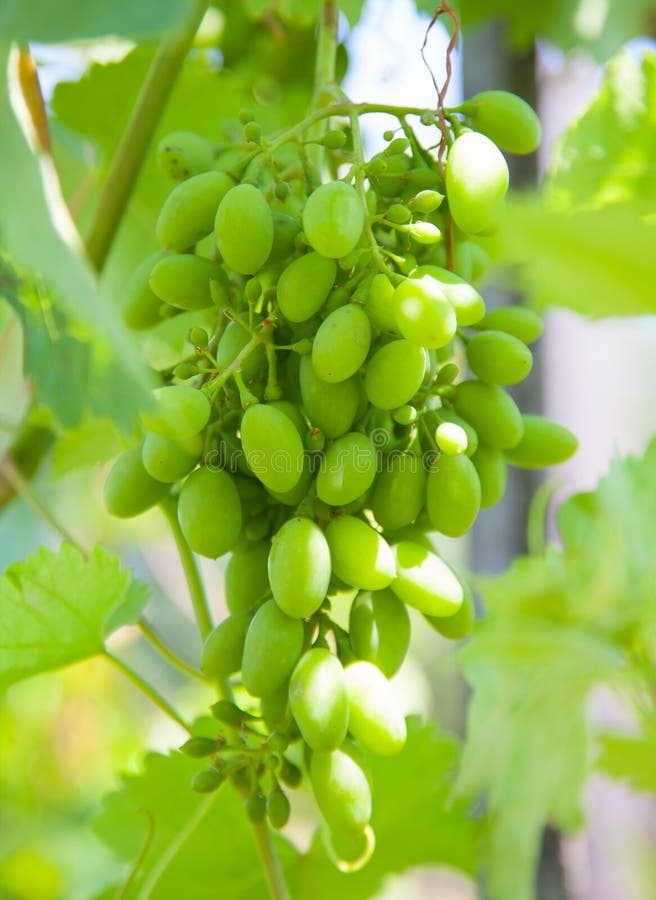 Long close-up of grapes stock photo. Image of growing - 32181112