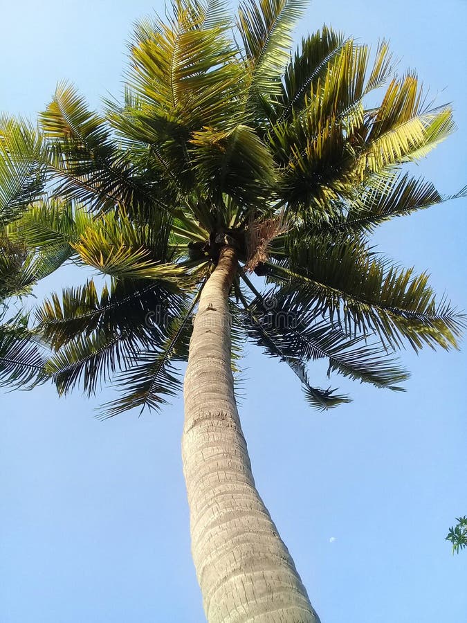 Long Coconut Trees Standing Lean at Perinad Backwaters Stock Photo ...