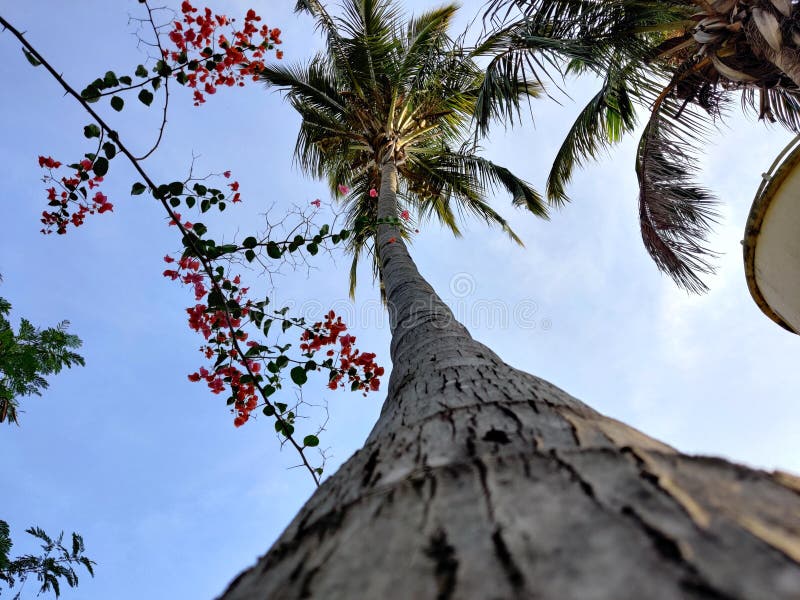 A Long Coconut Tree with Long Trunk Stock Photo - Image of jungle ...