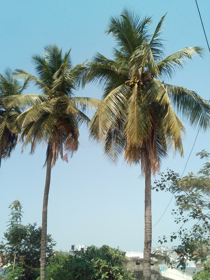 Long Coconut Trees Standing Lean at Perinad Backwaters Stock Photo ...