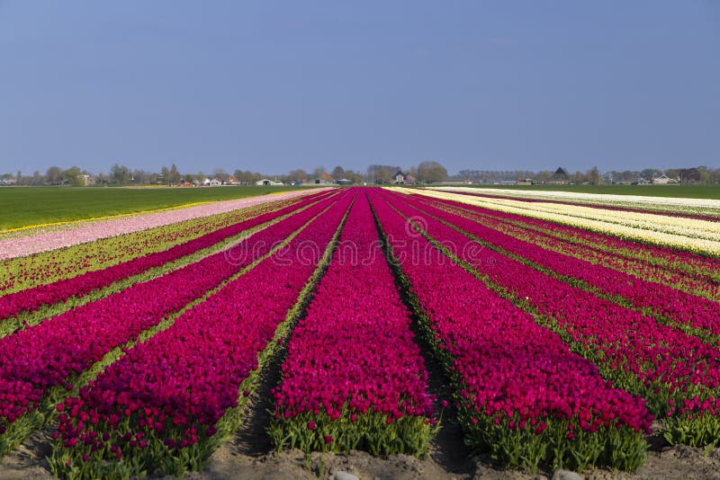 Long Converging Rows of Colorful Tulips Create a Stunning Visual ...