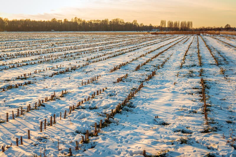 Long Converging Rows of Corn Stubble in the Snow Stock Image - Image of ...